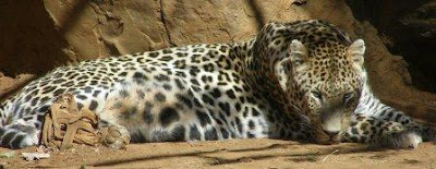 Wingerdranke en Olyfboompies: Uitstappie: Pretoria Dieretuin.