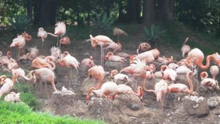 Wingerdranke en Olyfboompies: Uitstappie: Pretoria Dieretuin.