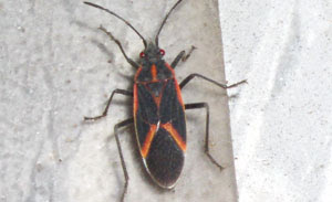 Kill Bugs: Boxelder (Maple) Bugs