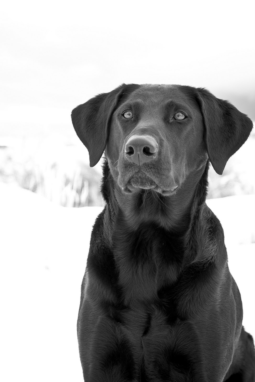 K and R Labradors: Owners and Companions