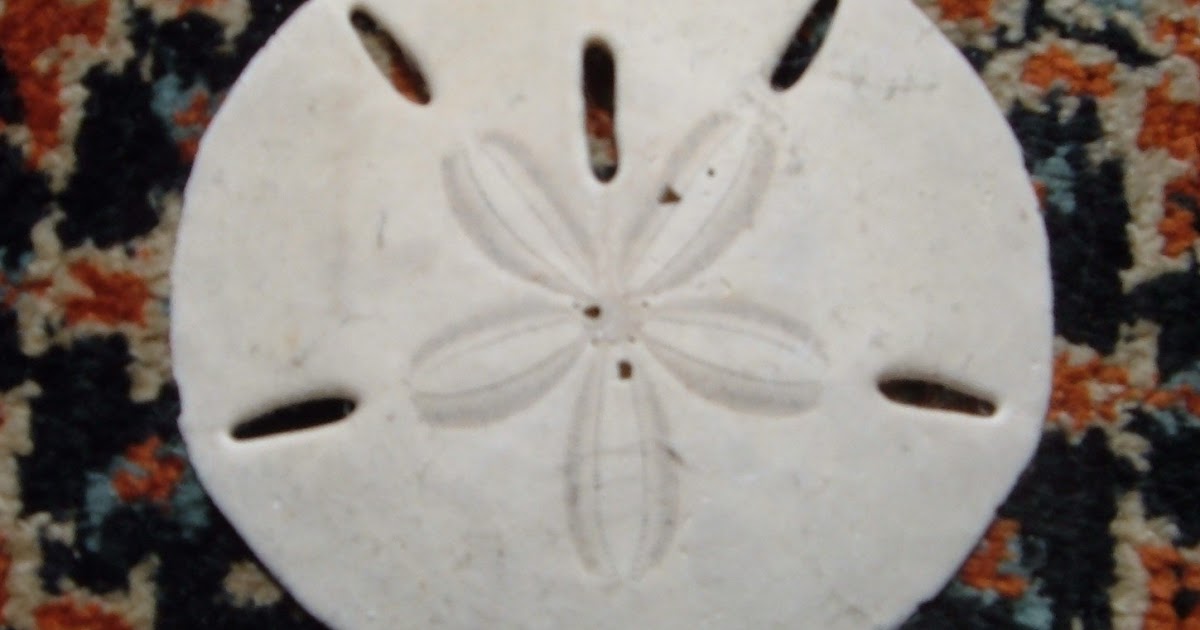 Angels for You: The Legend of the Sand Dollar