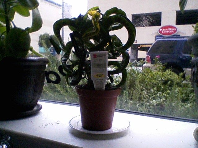 Angels for You: The Exotic Angel Plant