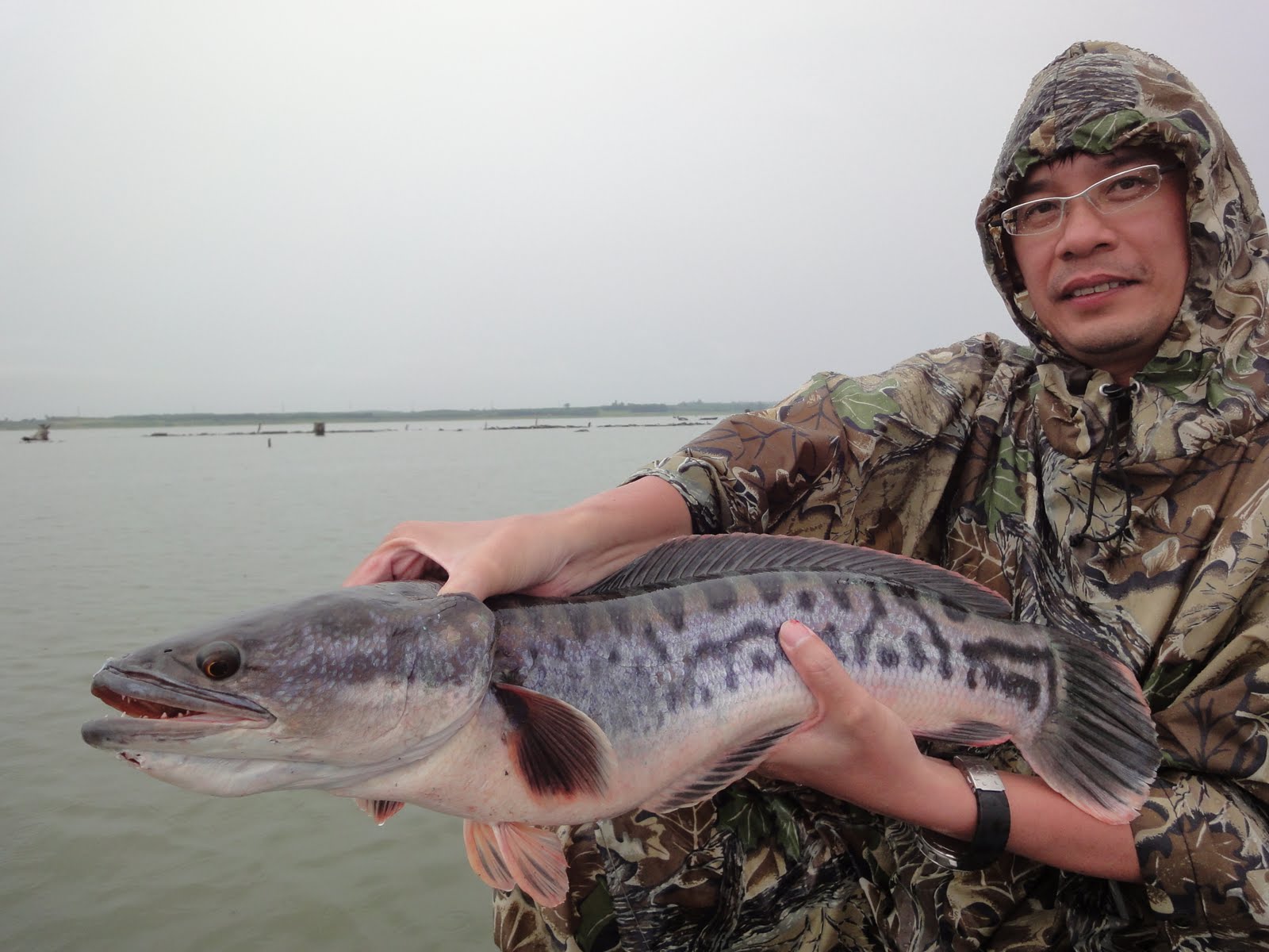 Thailand Giant Snakehead (Toman) And Wild Fishing.: Toman!!! Toman ...