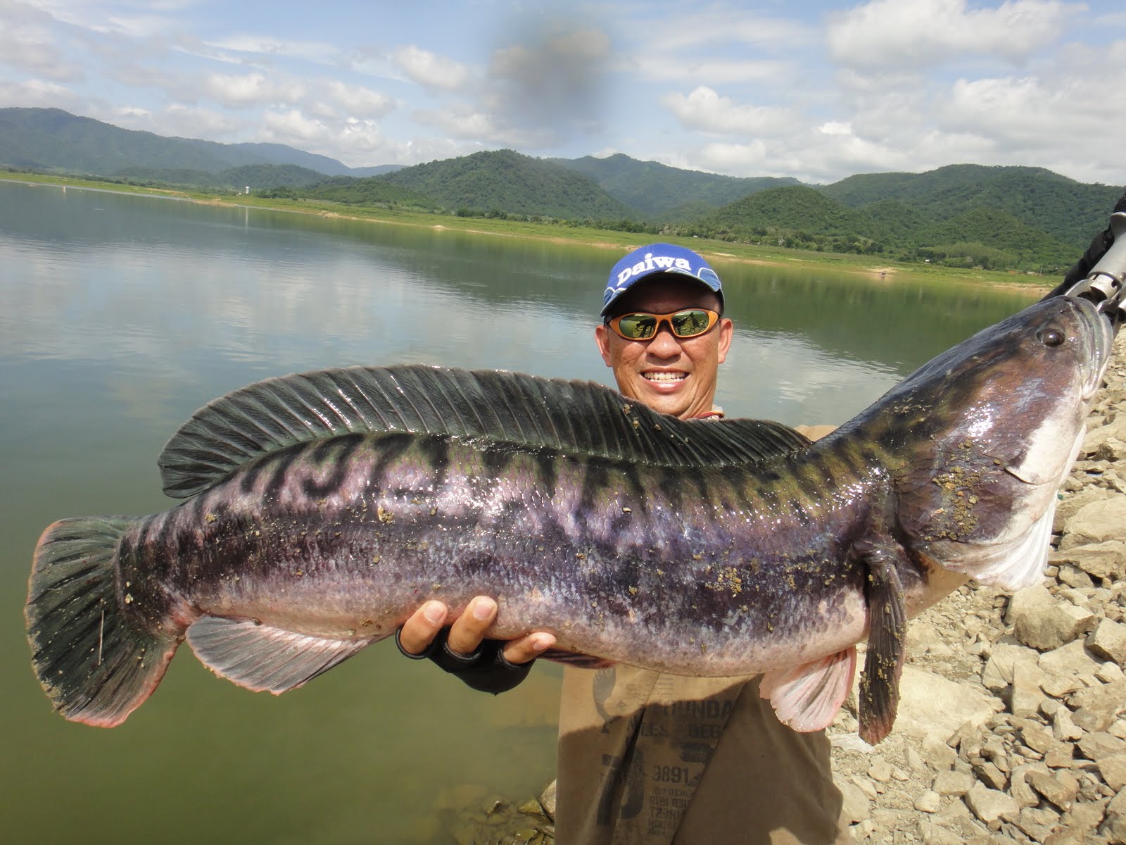 Thailand Giant Snakehead (Toman) And Wild Fishing.: 11.5kg & 7KG Giant ...