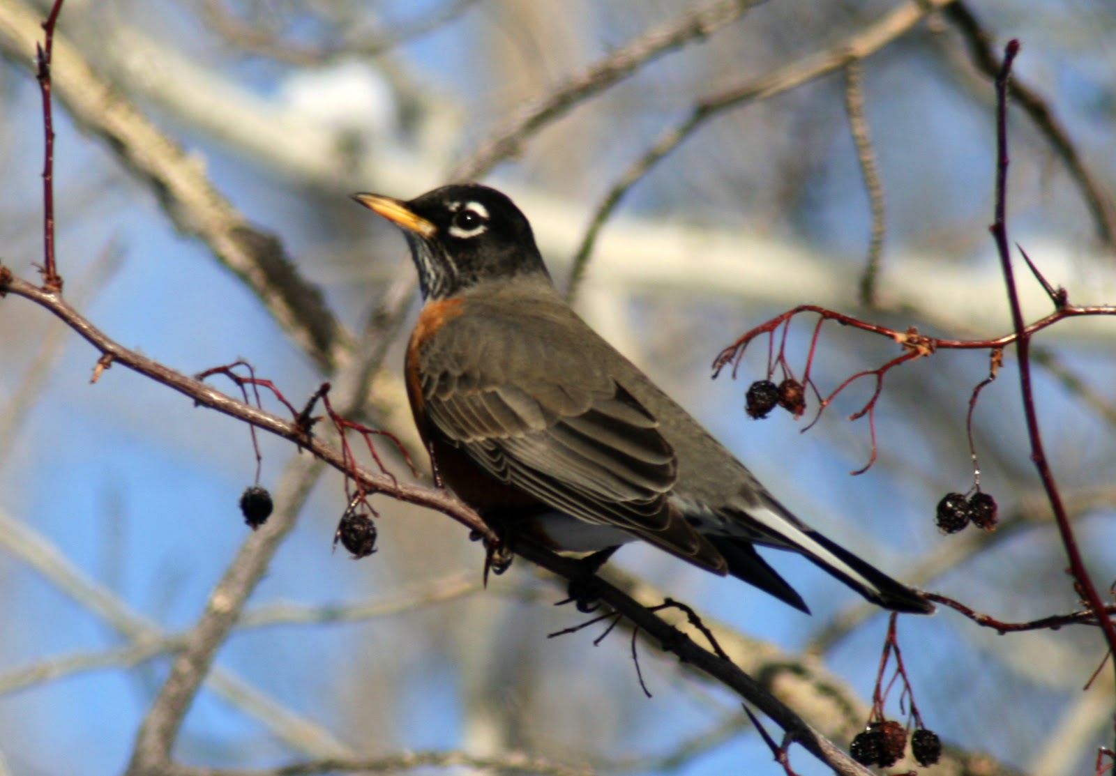 Steve's Bird'n Blog: American Robin and The Common or Eurasian Blackbird
