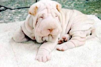 Dog training tips and techniques: Shar-Pei – Towel Dog