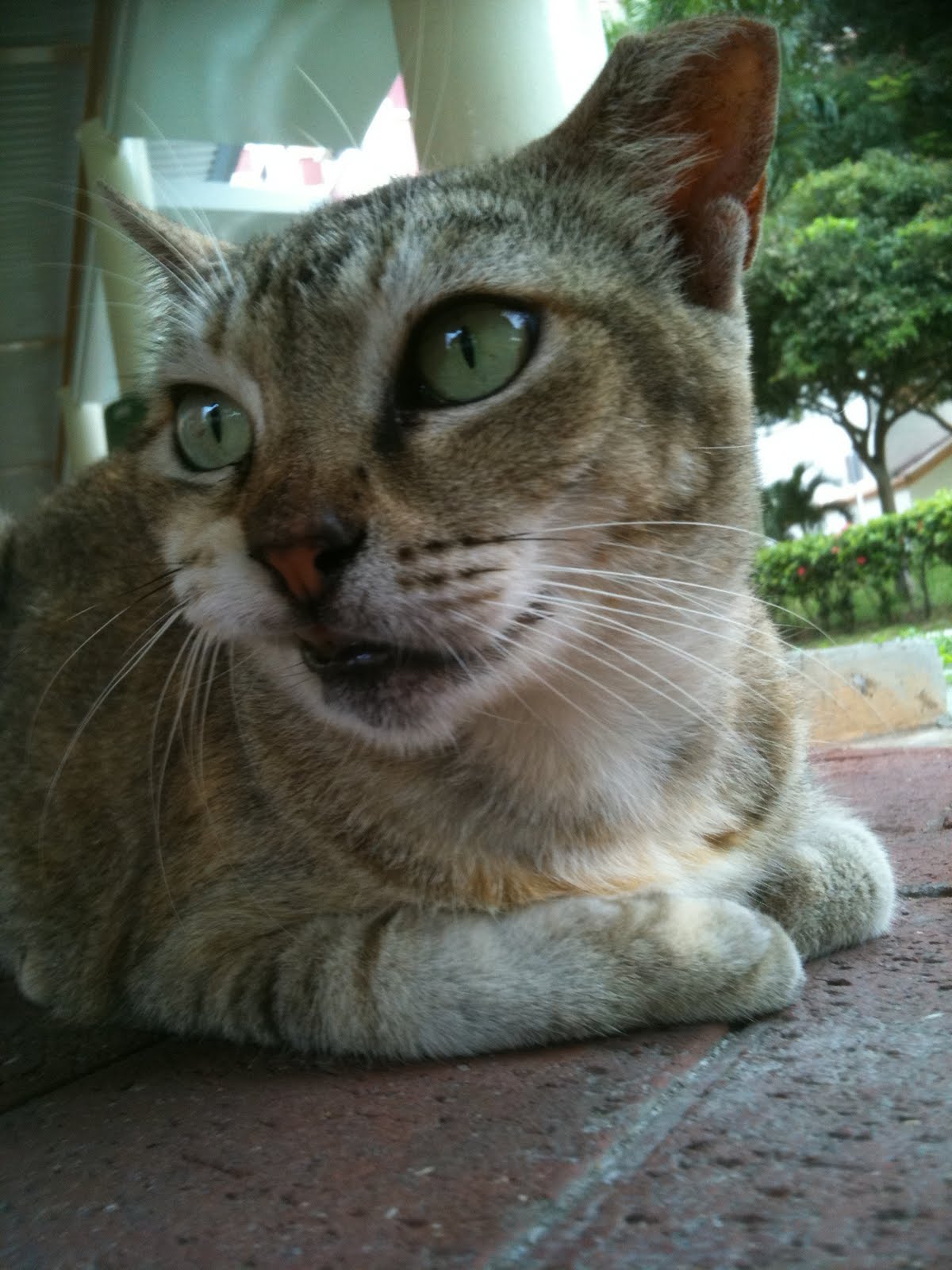 Singapore Community Cats: Lovely community cats of Balam (I)