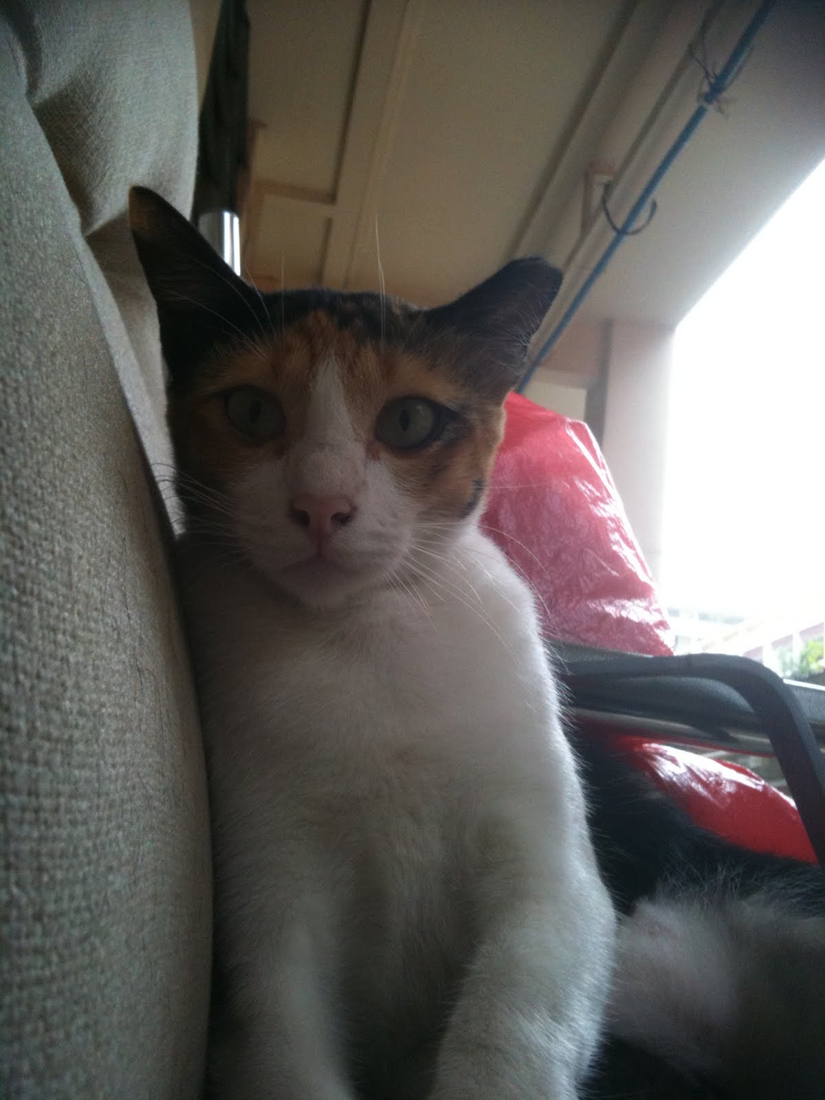 Singapore Community Cats: Lovely Calico Community Cat of Balam