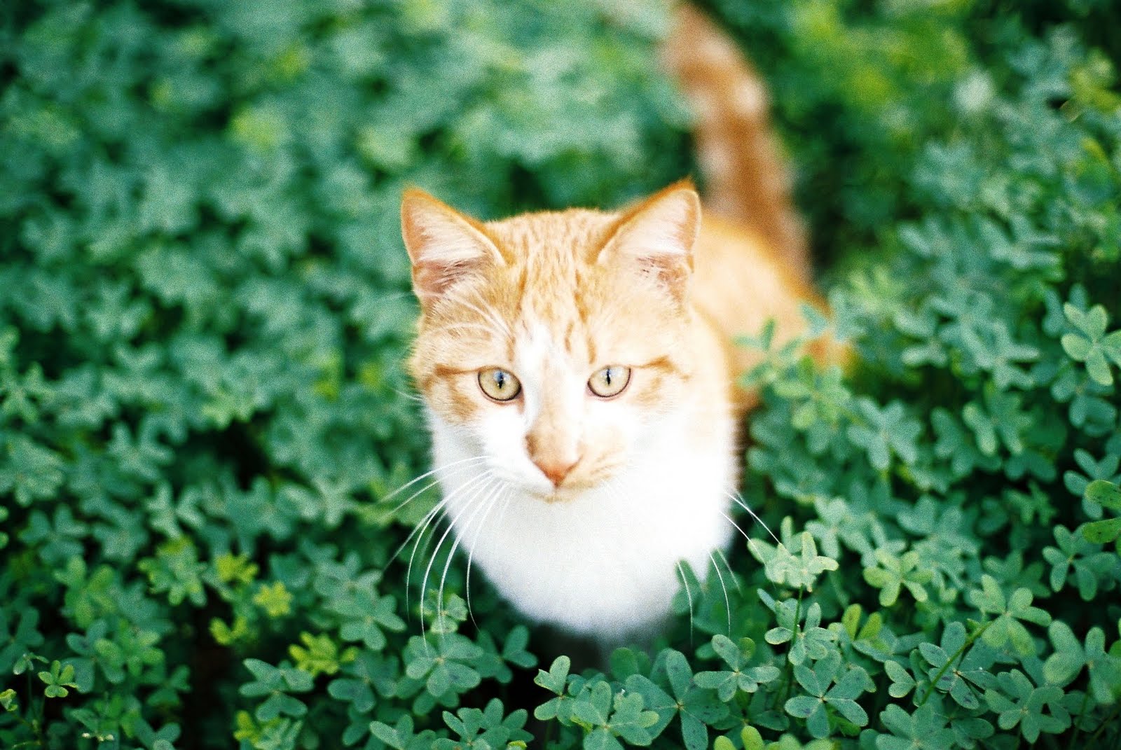 DIS - PLAY: LEBANESE CATS