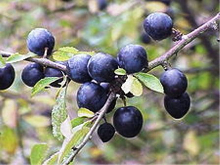 AmicoMario: IL PRUNO SELVATICO ( PRUGNOLO O PRUNISCHEDDA): LE ...