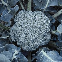 Sarah's Garden: Cold Weather Crop