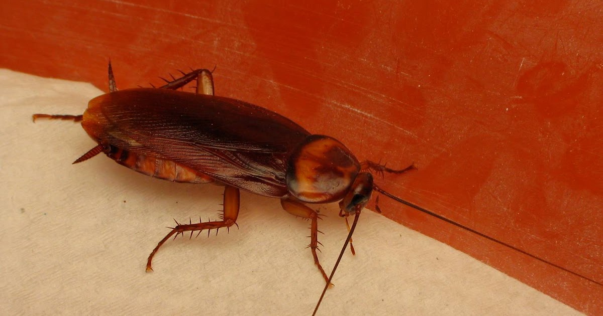 Las cucarachas, su importancia médica y su control: La Cucaracha