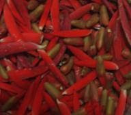 "Pichocos" | Planeta de Rosas