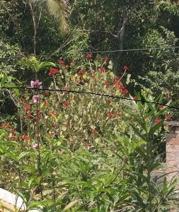 "Pichocos" | Planeta de Rosas