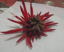 "Pichocos" | Planeta de Rosas