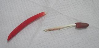 "Pichocos" | Planeta de Rosas