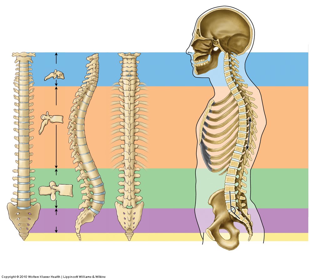 Anatomía UNAM: Segmentos de la Columna Vertebral