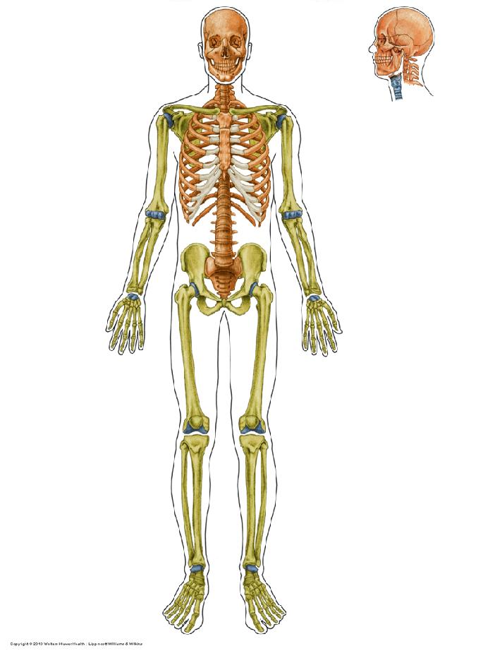 Anatomía UNAM: Esqueleto Axial y Apendicular