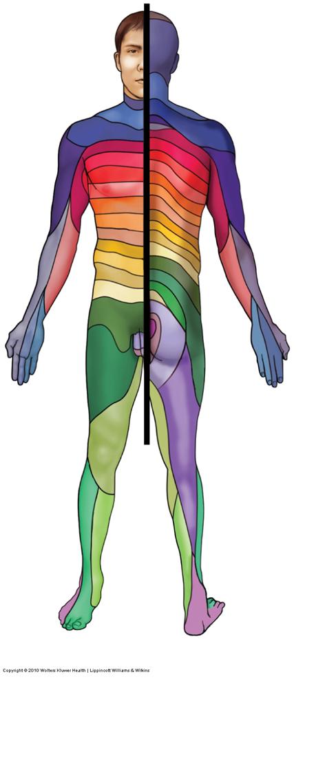Anatomía UNAM: Dermatoma