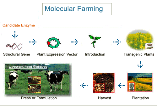 Biotechnolgy: Advances in plant molecular farming