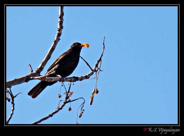 Clicking Moments: Birds of Melbourne