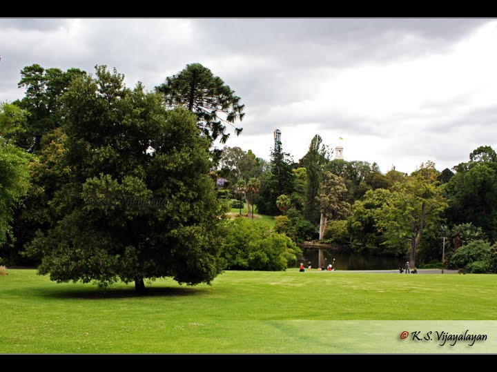 Clicking Moments: Birding at Royal Botanic Gardens, Melbourne