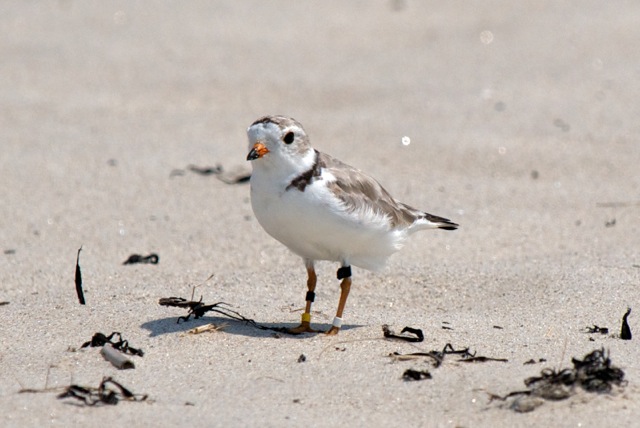 Dendroica: Color-marked Plovers Moving South