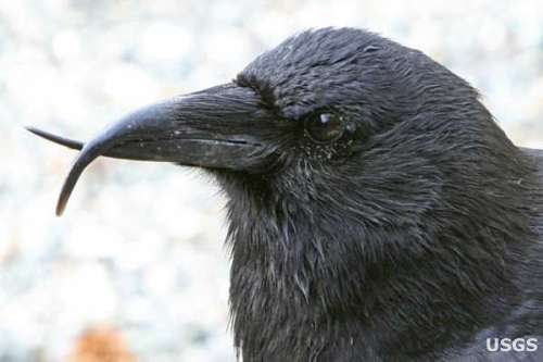 Dendroica: Alaskan Birds with Beak Deformities