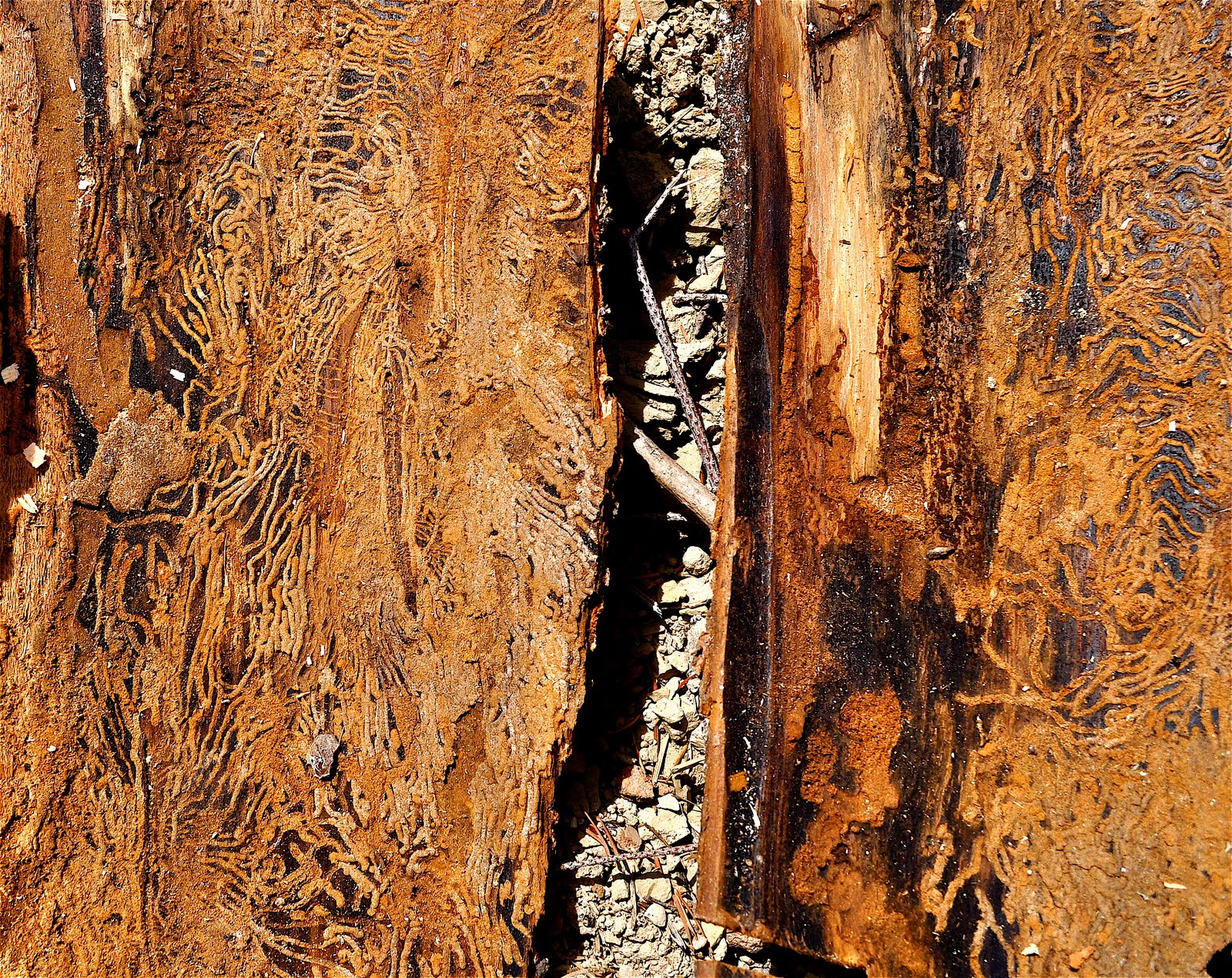 LuAnn Kessi: Wood Bark......for Printing on Fabric?