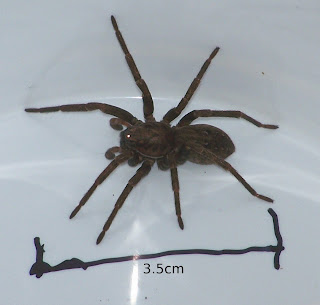 Flynn's Invertebrates: Large Brown Vagrant Spider