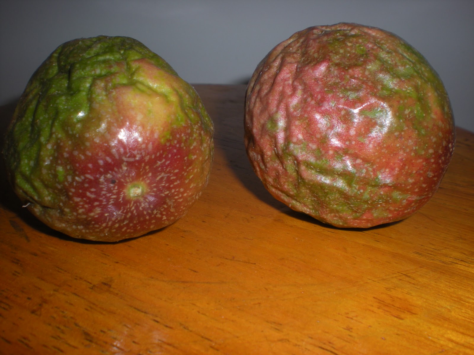 cereka ceritera eddziela: Khasiat buah Markisa aka passion fruit