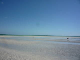 Zuzu and Tootie's Journey: Return to Marvin Key