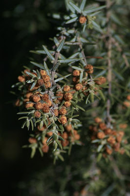 Notas de campo y jardín: Los enebros de la Sierra de Guadarrama