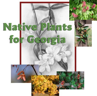 University of Georgia | ShadyGardens Blog