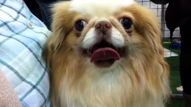 Pedigree Dogs Exposed - The Blog: Your dog has no nose...