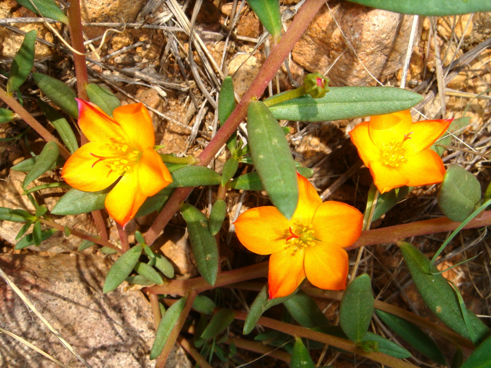 ETHNOBOTANY: THE WORLD OF ETHNOBOTANY
