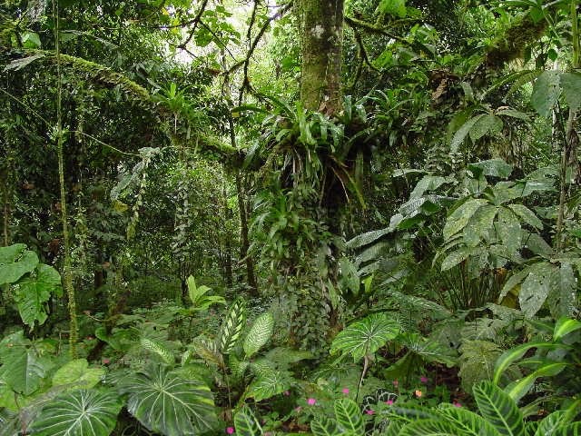 VIAJERO PERMANENTE: LA SELVA DE PERÚ.