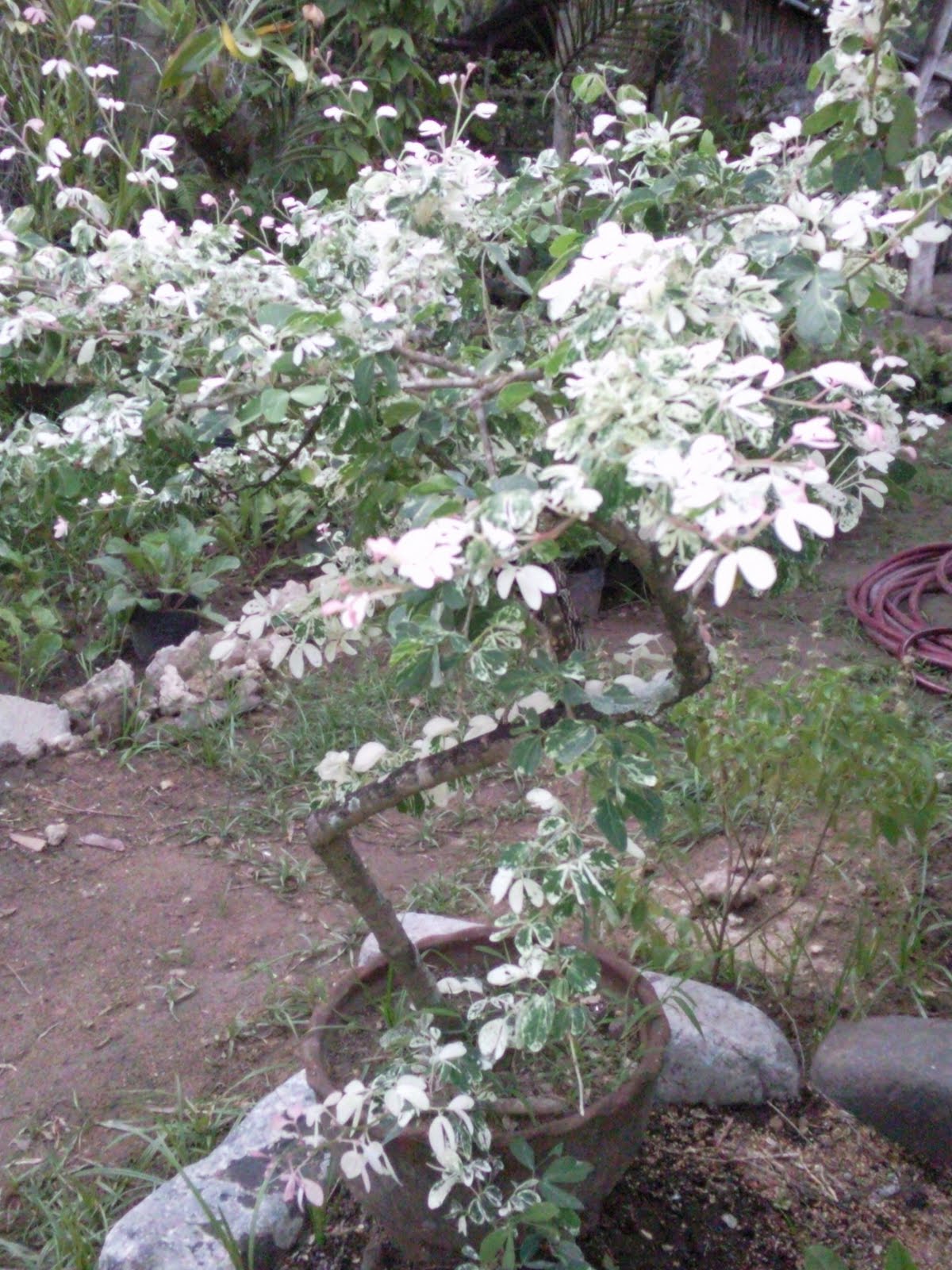 engels secret garden . . .: Pithecellobium dulce "variegated" Tamarind ...