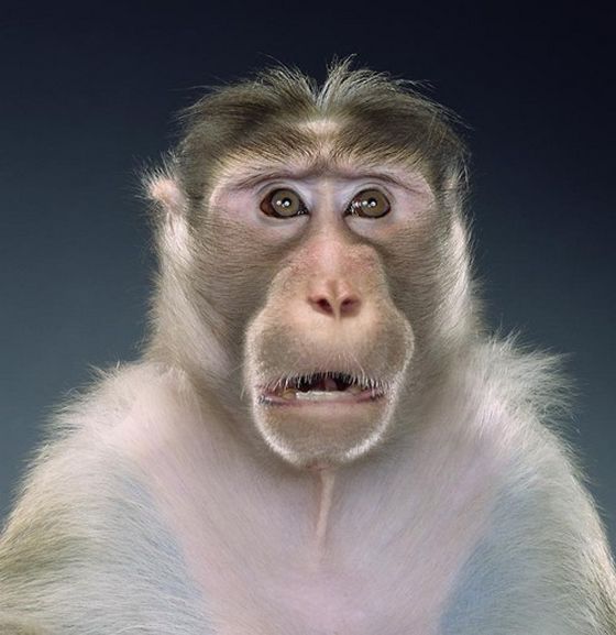 Wonderful World: Attractive & Gorgeous Monkey Models