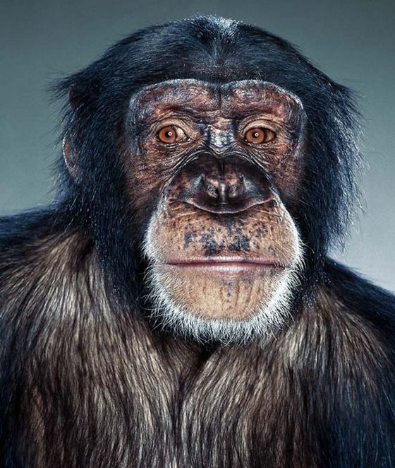 Wonderful World: Attractive & Gorgeous Monkey Models
