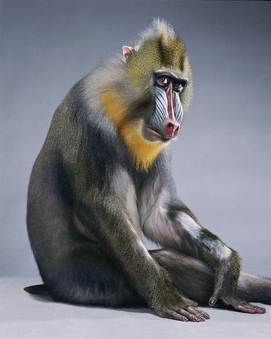 Wonderful World: Attractive & Gorgeous Monkey Models