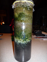 Winogradsky Column Experiment by DD