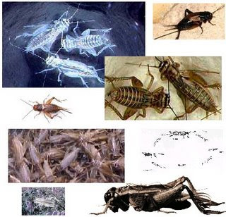 ڤرتانين ; اساس كهيدوڤن: Penternakan Cengkerik