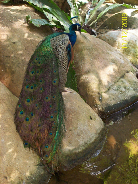 cikgu azhar: BERSUKA RIA DI TAMAN TEMA SUNWAY (HAPPY MOMENTS AT THE ...