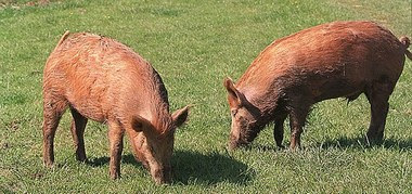 Butch (1997-2010) | IL MORTO DEL MESE