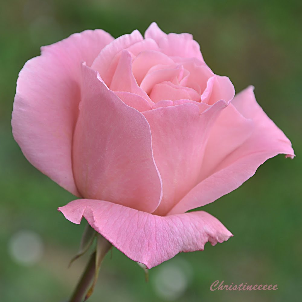 Lardoise Magique Roses Roses