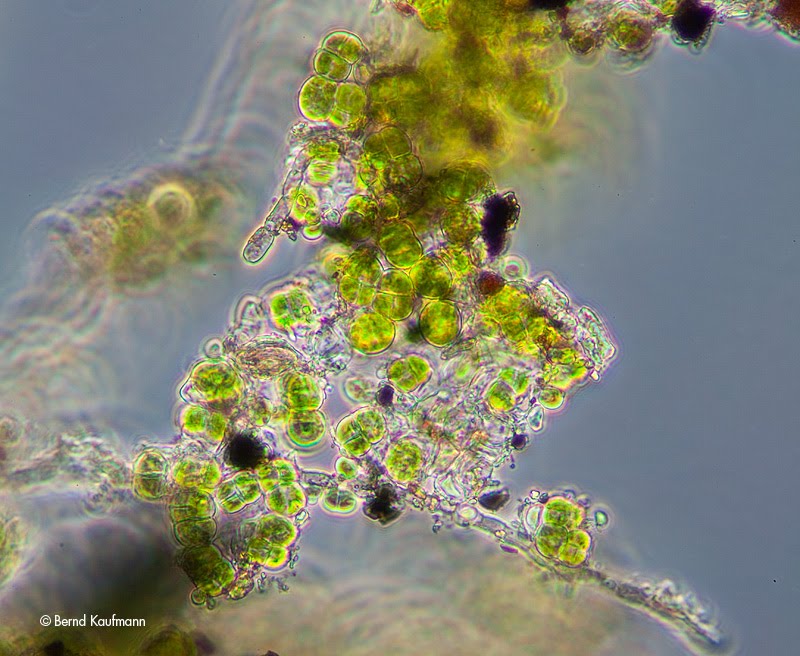 aquamax - das Weblog zur Website: Fotos des Tages: Dieselalgen ...