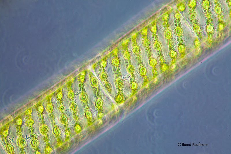 aquamax - das Weblog zur Website: Foto des Tages: Fadenalge Spirogyra ...