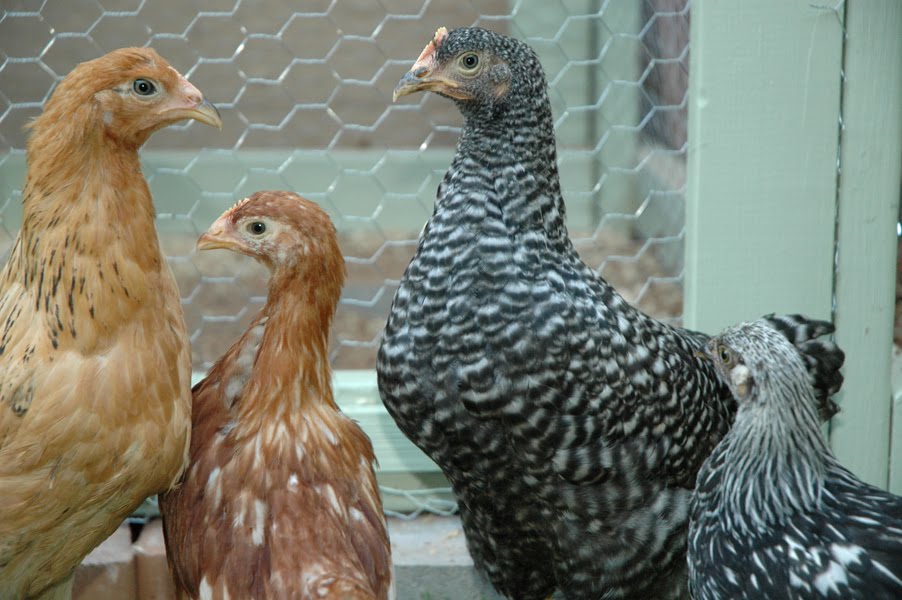 Arcadia Living: Woo Hoo - Chicken Coop is Done! Thanks, DAD!!!