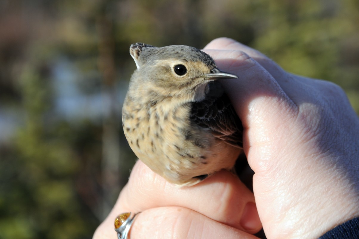 Yukon Bird Observatories: McIntyre Marsh Station Update - 25 April
